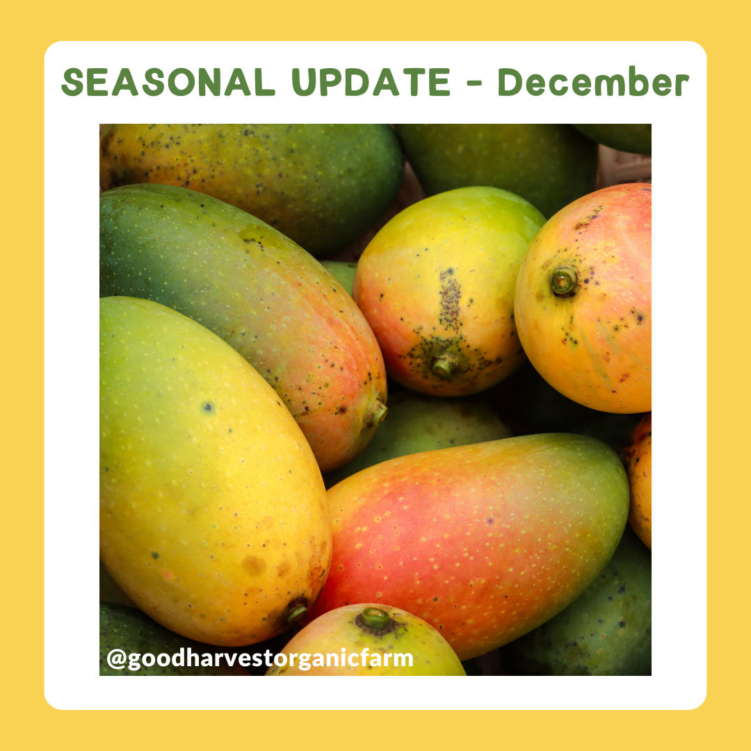 December Seasonal Update