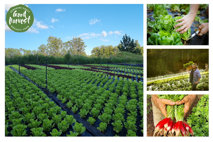 Lunch & Learn - Home Grown Goodness – Good Harvest Organic Farm